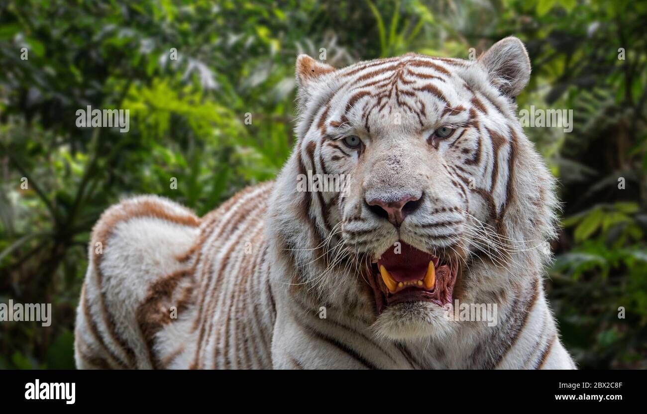 White tiger / bleached tiger (Panthera tigris) pigmentation variant of ...