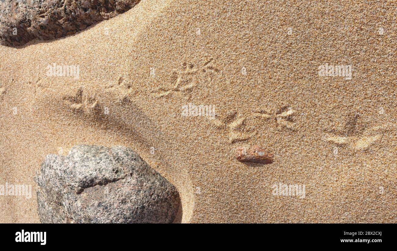 Rocks in sand Stock Photo - Alamy