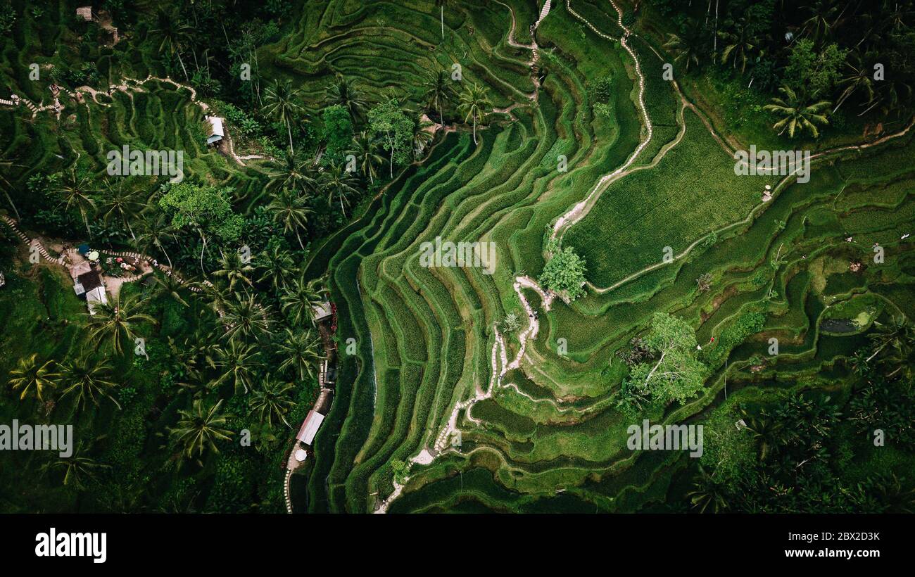 aerial rice plantations in bali, with roads prepare for people to walk ...
