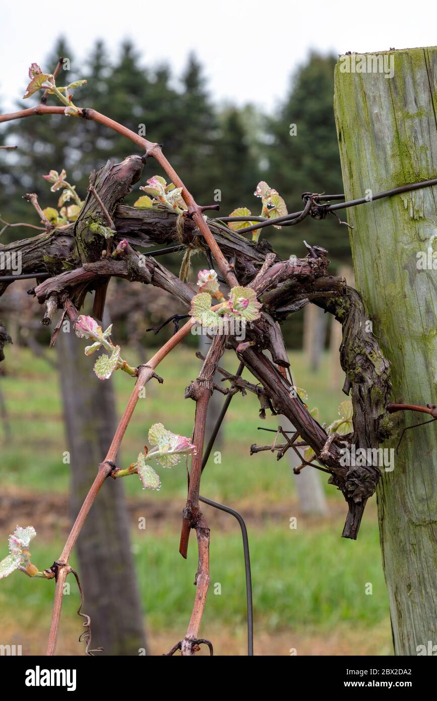 Vineyard with new growth on vines, Spring, SW Michigan, USA, by James D ...
