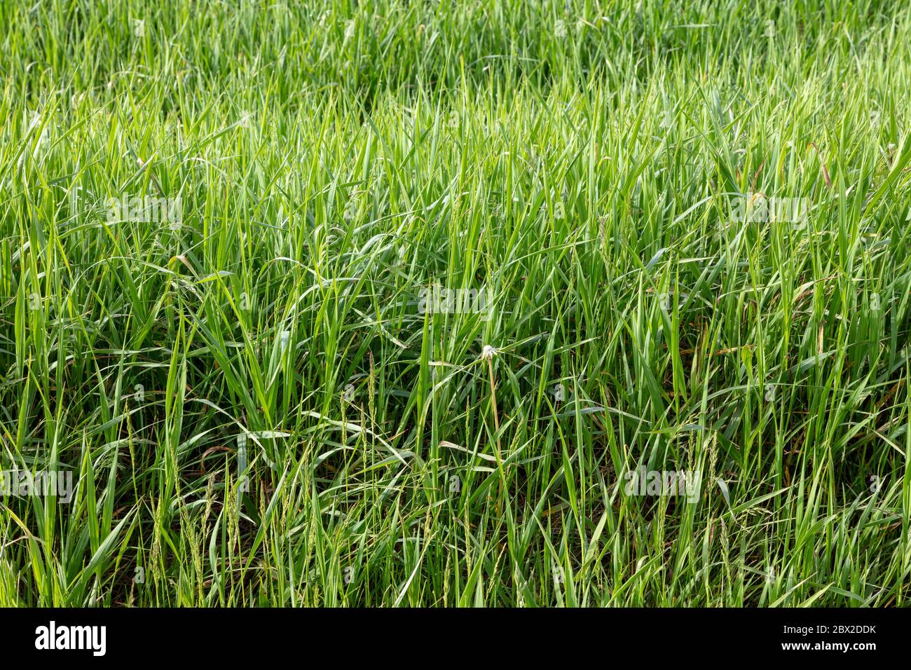 Grasses, USA, by James D Coppinger/Dembinsky Photo Assoc Stock Photo ...