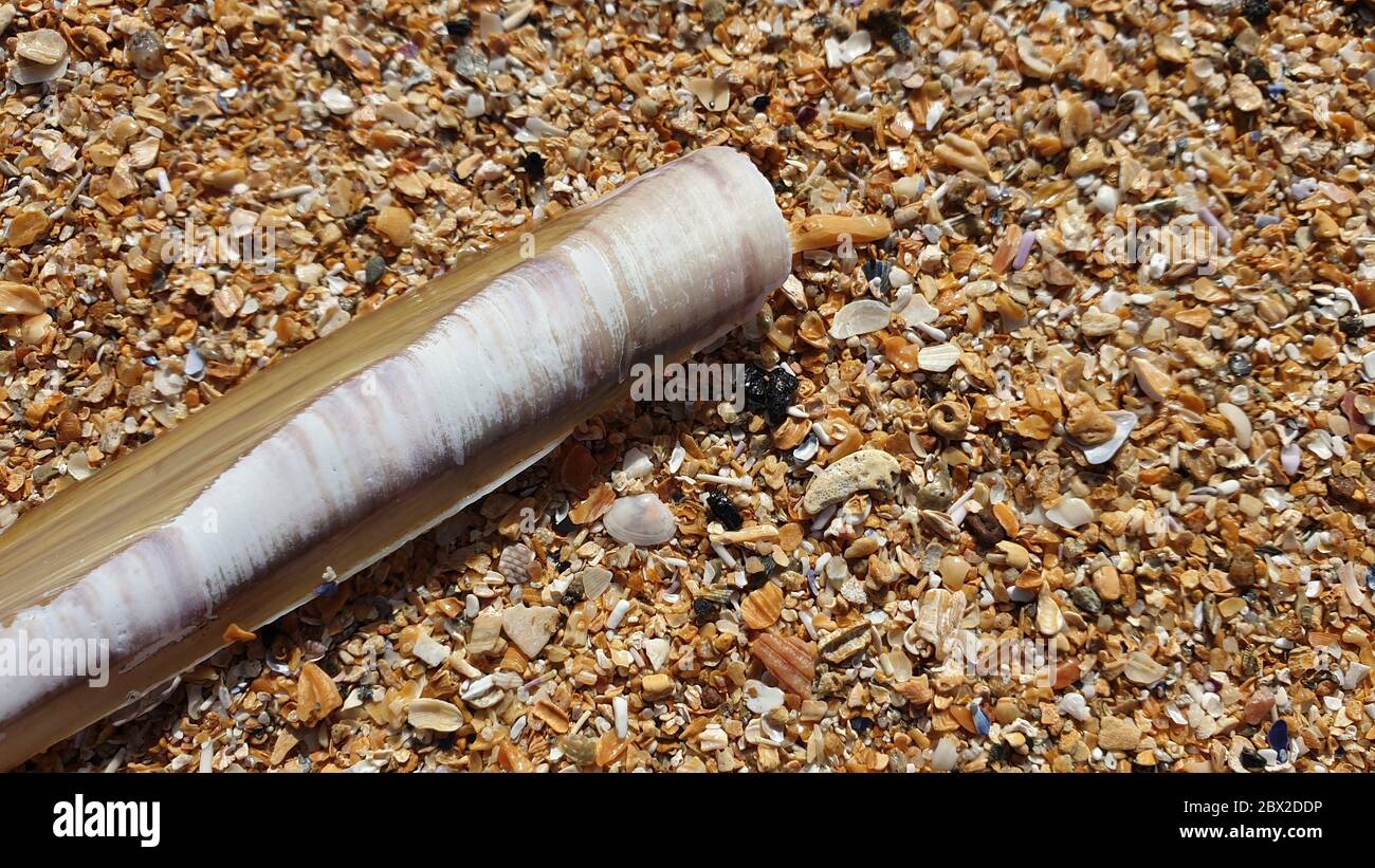 Razor Shell High Resolution Stock Photography and Images - Alamy
