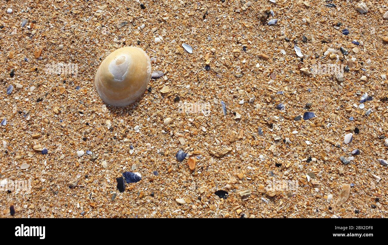 Shells on sand Stock Photo - Alamy