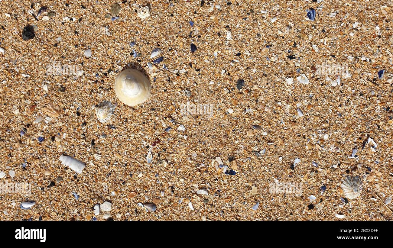 Shells on sand Stock Photo - Alamy