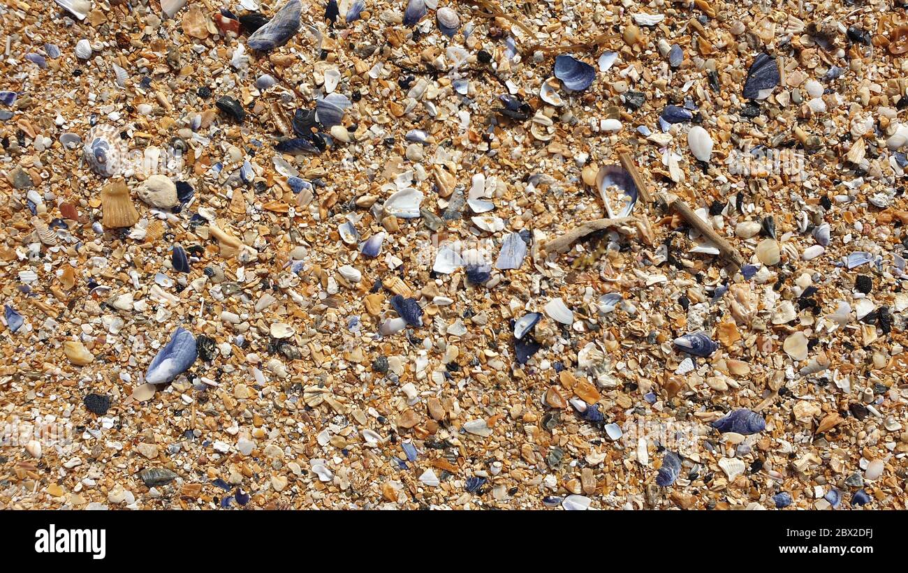 Shells on sand Stock Photo - Alamy