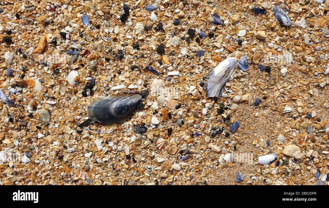 Shells on sand Stock Photo - Alamy
