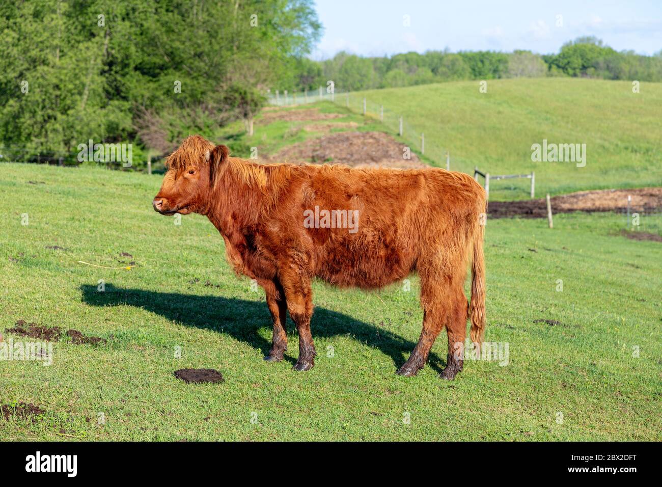 Highland cow, rustic cattle, by James D Coppinger/Dembinsky Photo Assoc ...