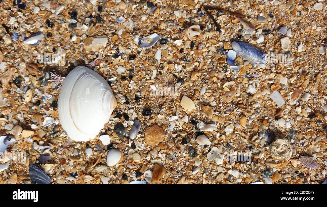 Shells on sand Stock Photo - Alamy