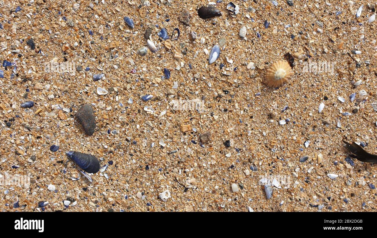 Shells on sand Stock Photo - Alamy