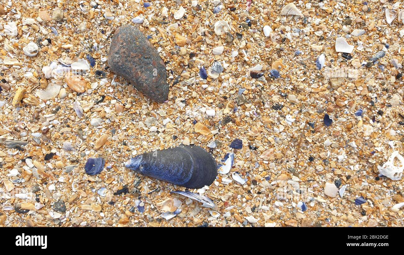 Shells on sand Stock Photo - Alamy