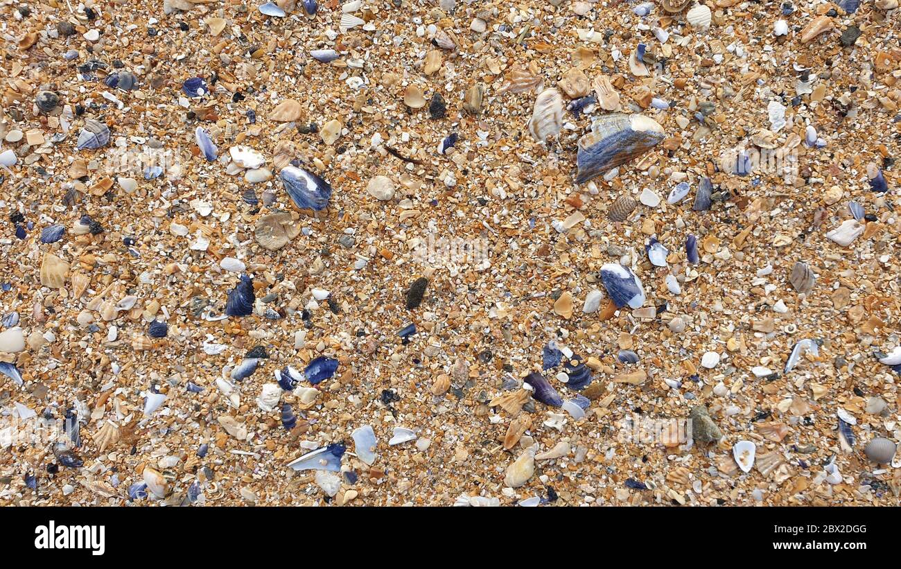 Shells on sand Stock Photo - Alamy