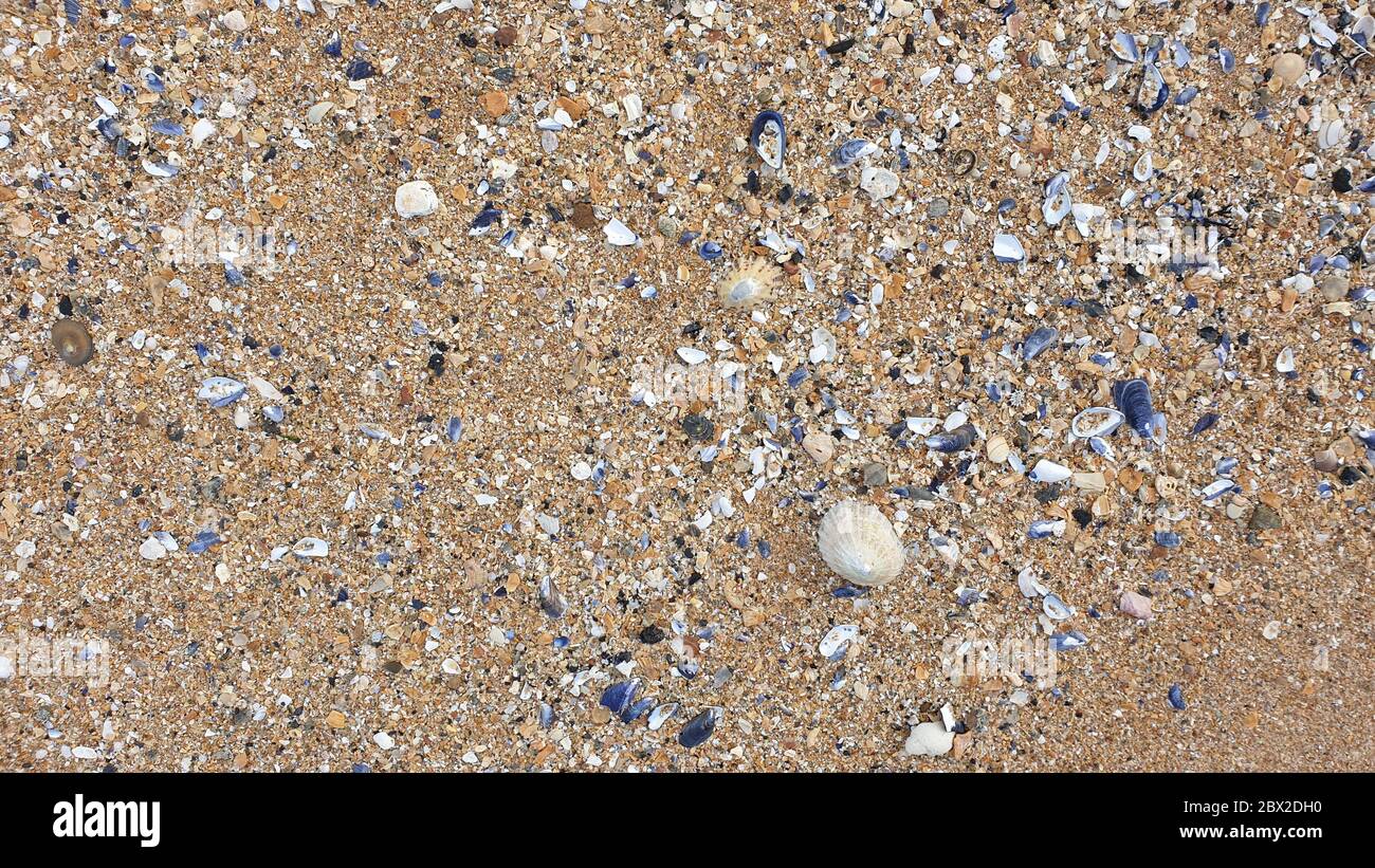 Shells on sand Stock Photo - Alamy