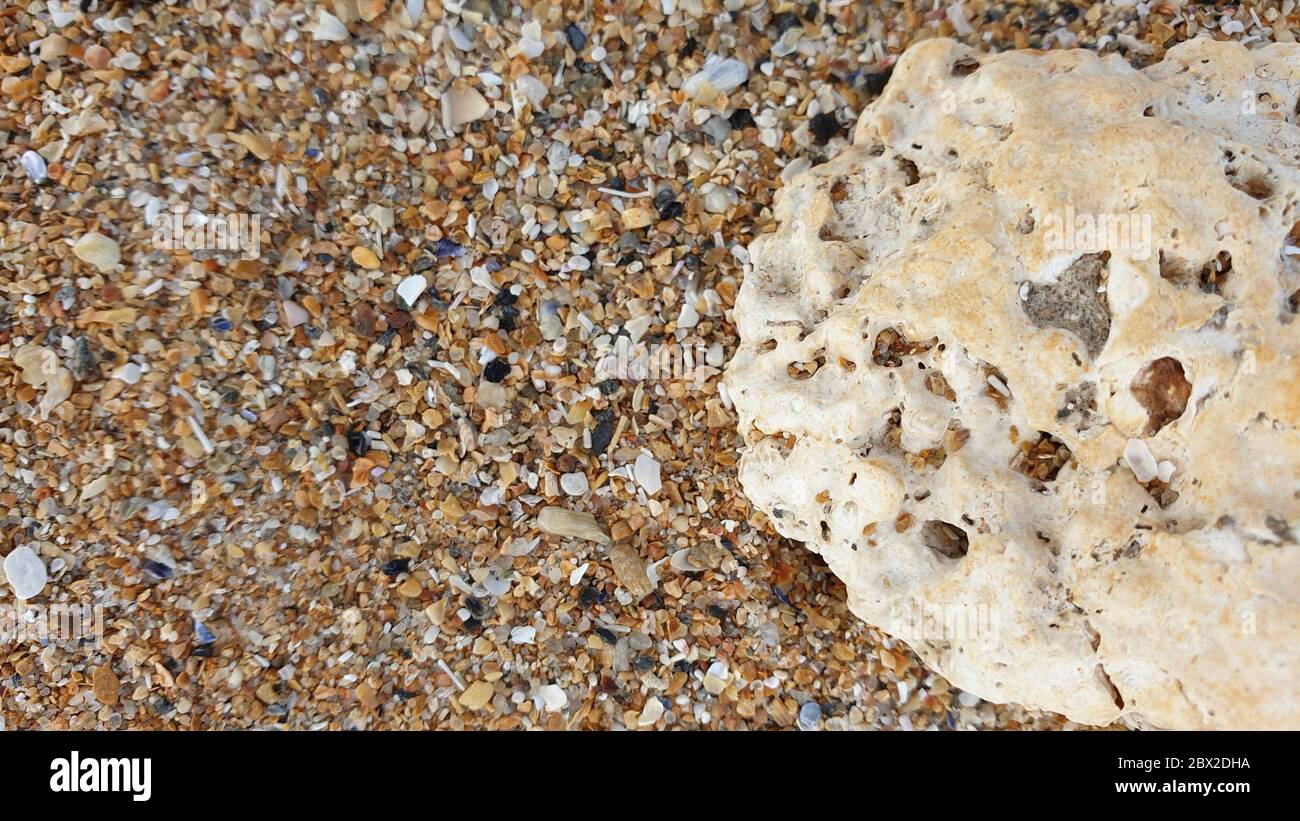 Shells on sand Stock Photo - Alamy