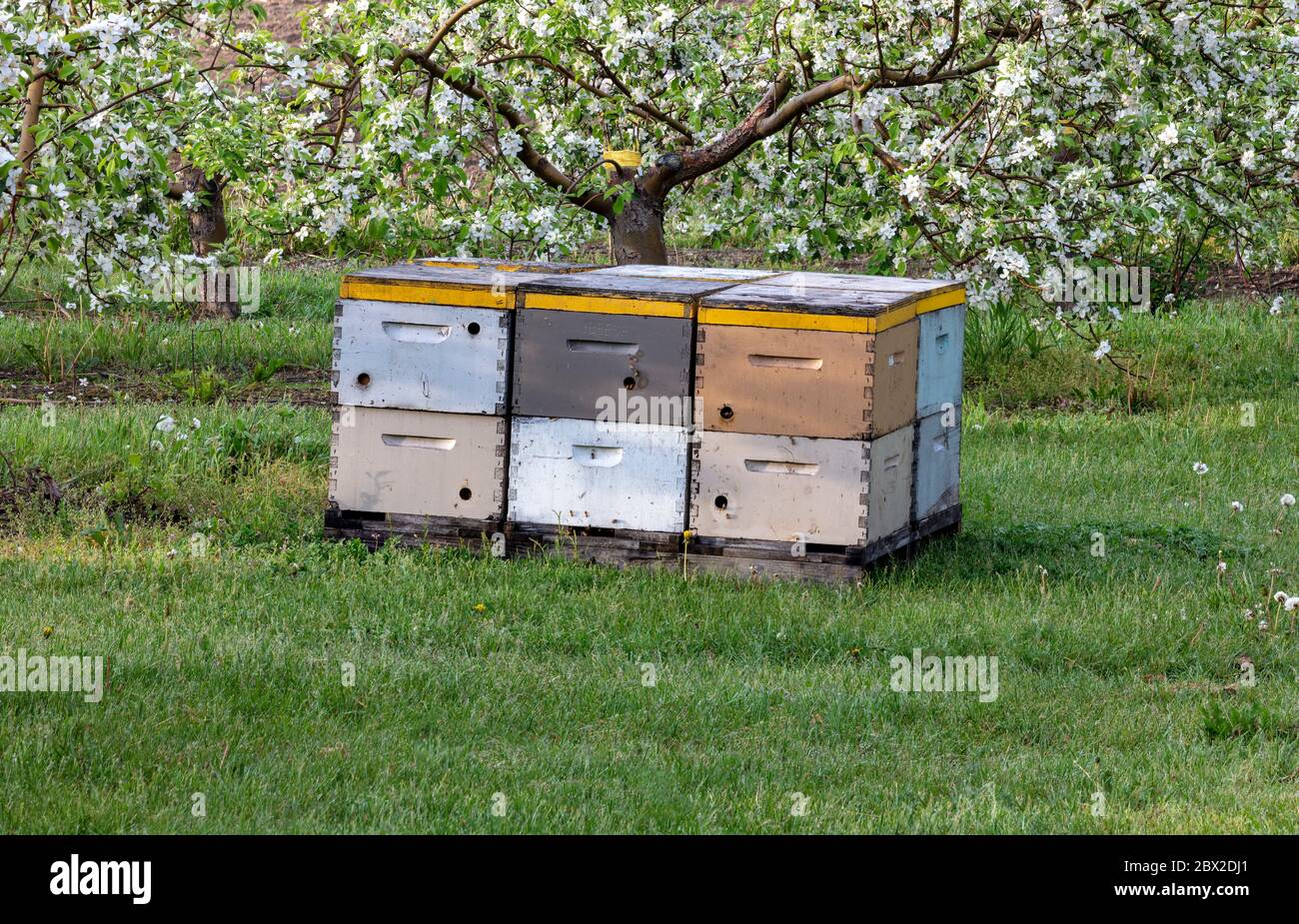 Bee hives in Apple Orchard, Spring, SW Michigan, USAby James D ...