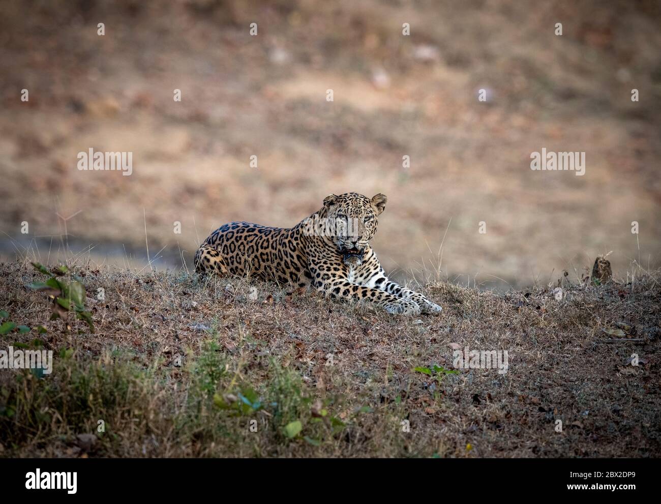 Indian leopard or panther or panthera pardus fusca with eye contact ...