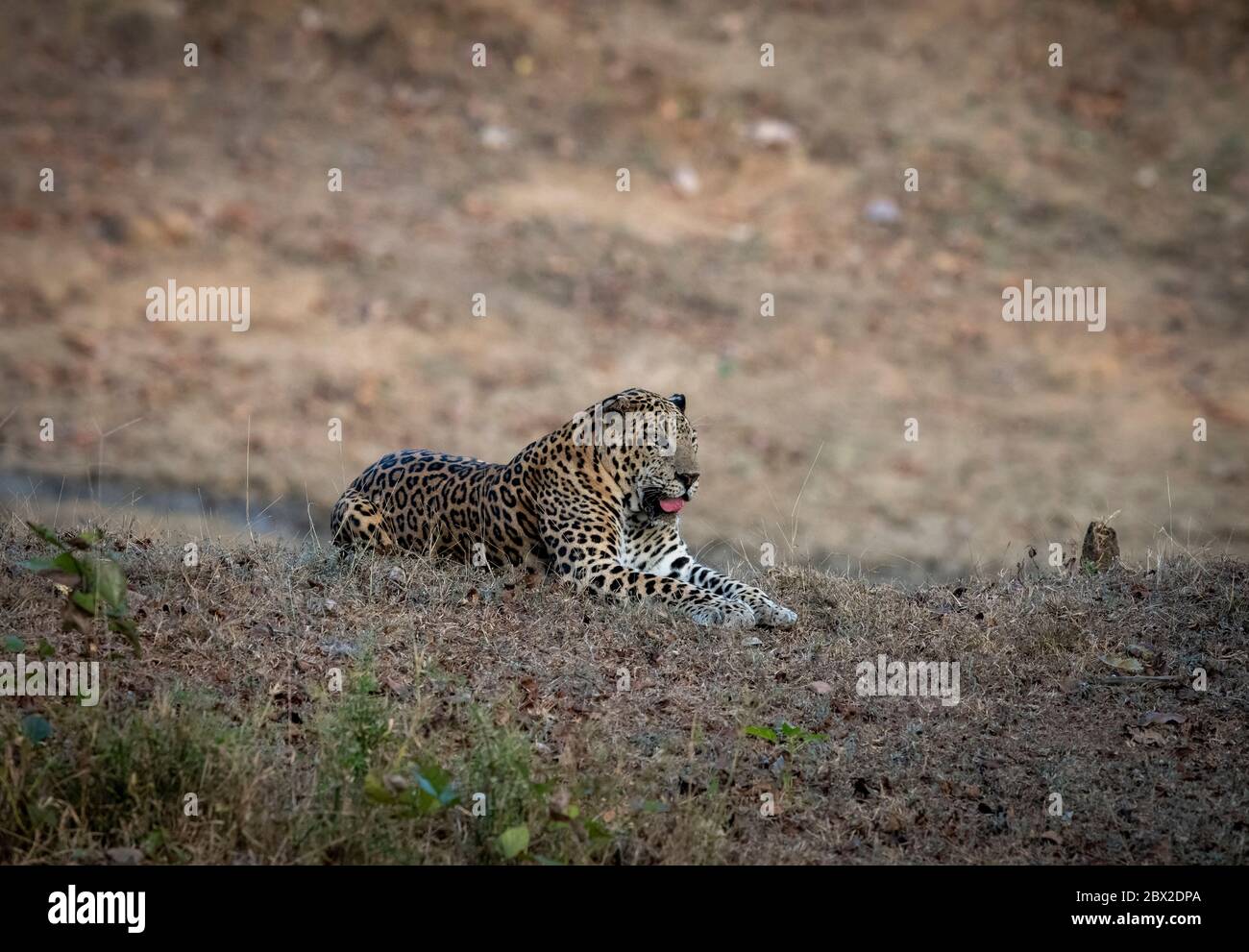 Indian leopard or panther or panthera pardus fusca with eye contact ...