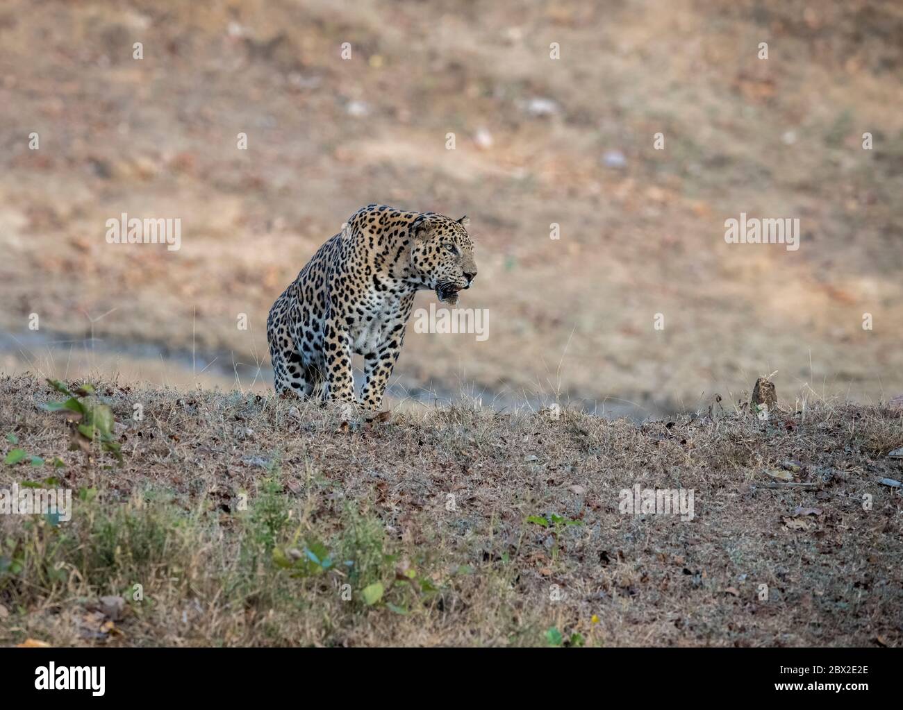 Indian leopard or panther or panthera pardus fusca with eye contact ...