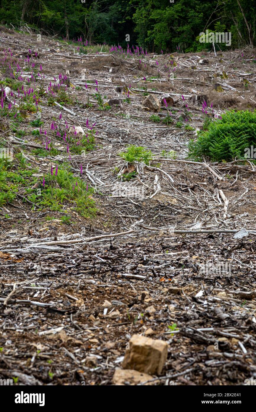 Amazon Forest, Lumber Industry, Cutting, Woodland, Working, Autumn ...