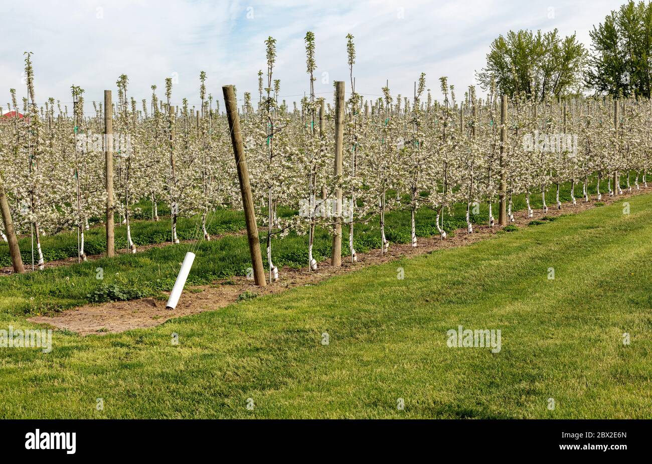 Fruit farm, new orchard, young trees in bloom, SW Michigan, USA, by ...
