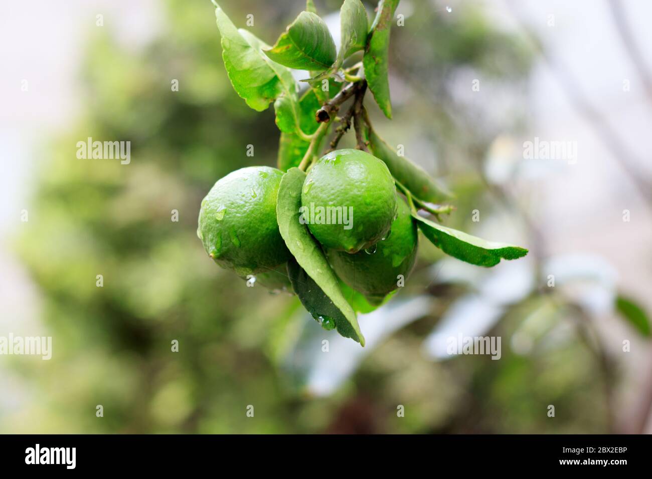 Lemons hanging from tree hi-res stock photography and images - Alamy