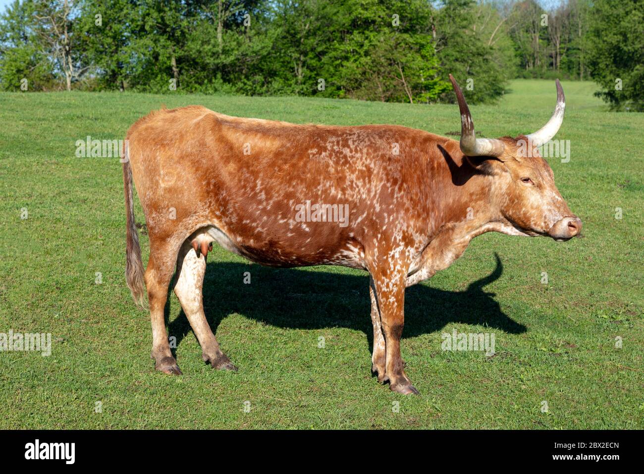 Texas Longhorn, USA, by James D Coppinger/Dembinsky Photo Assoc Stock ...