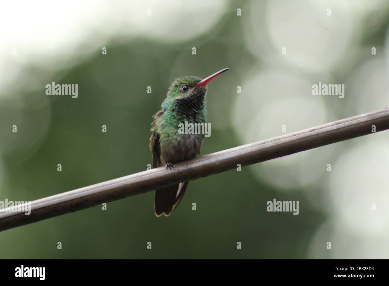 Animal de america central hi-res stock photography and images - Alamy