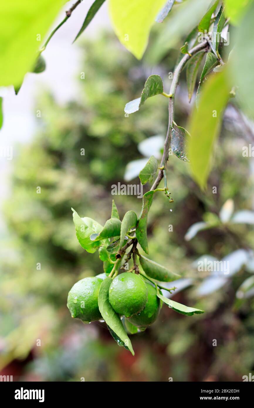 lemons hanging from a tree under the rain Stock Photo - Alamy