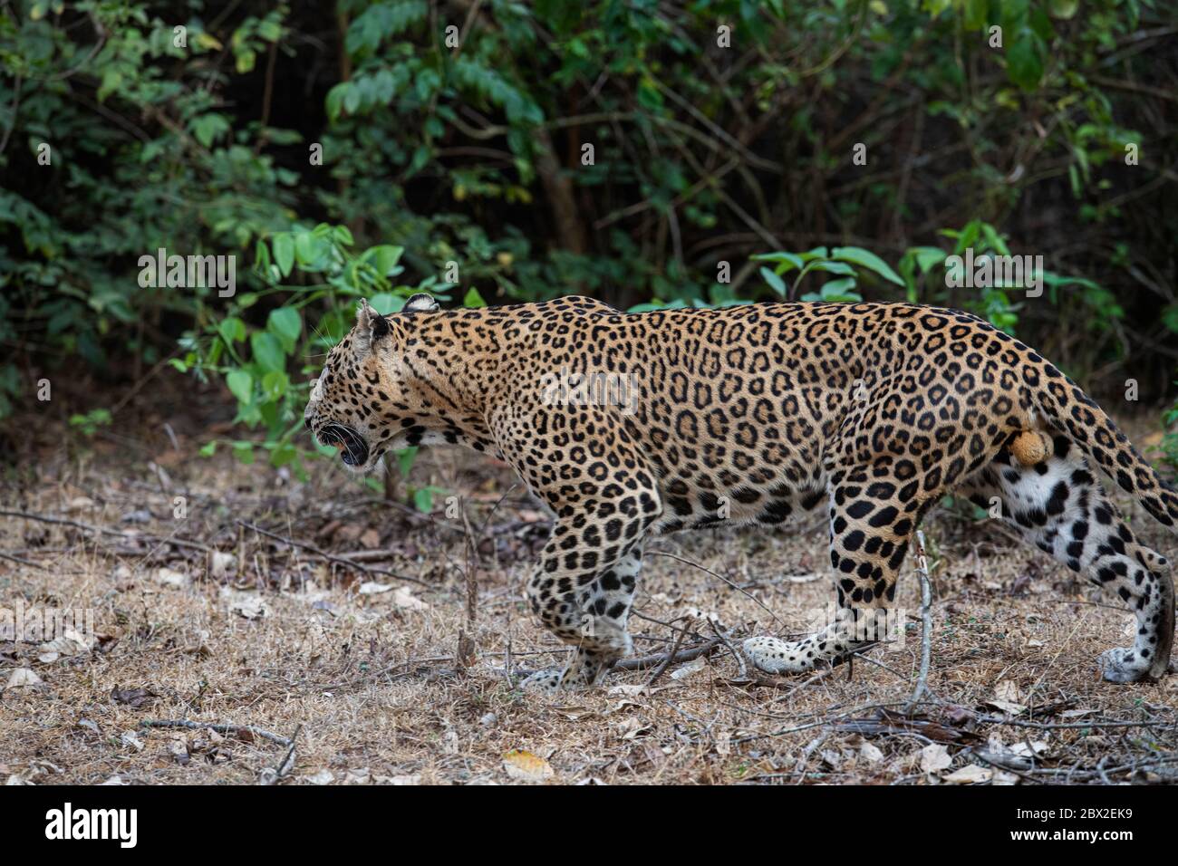 Indian leopard or panther or panthera pardus fusca with eye contact ...