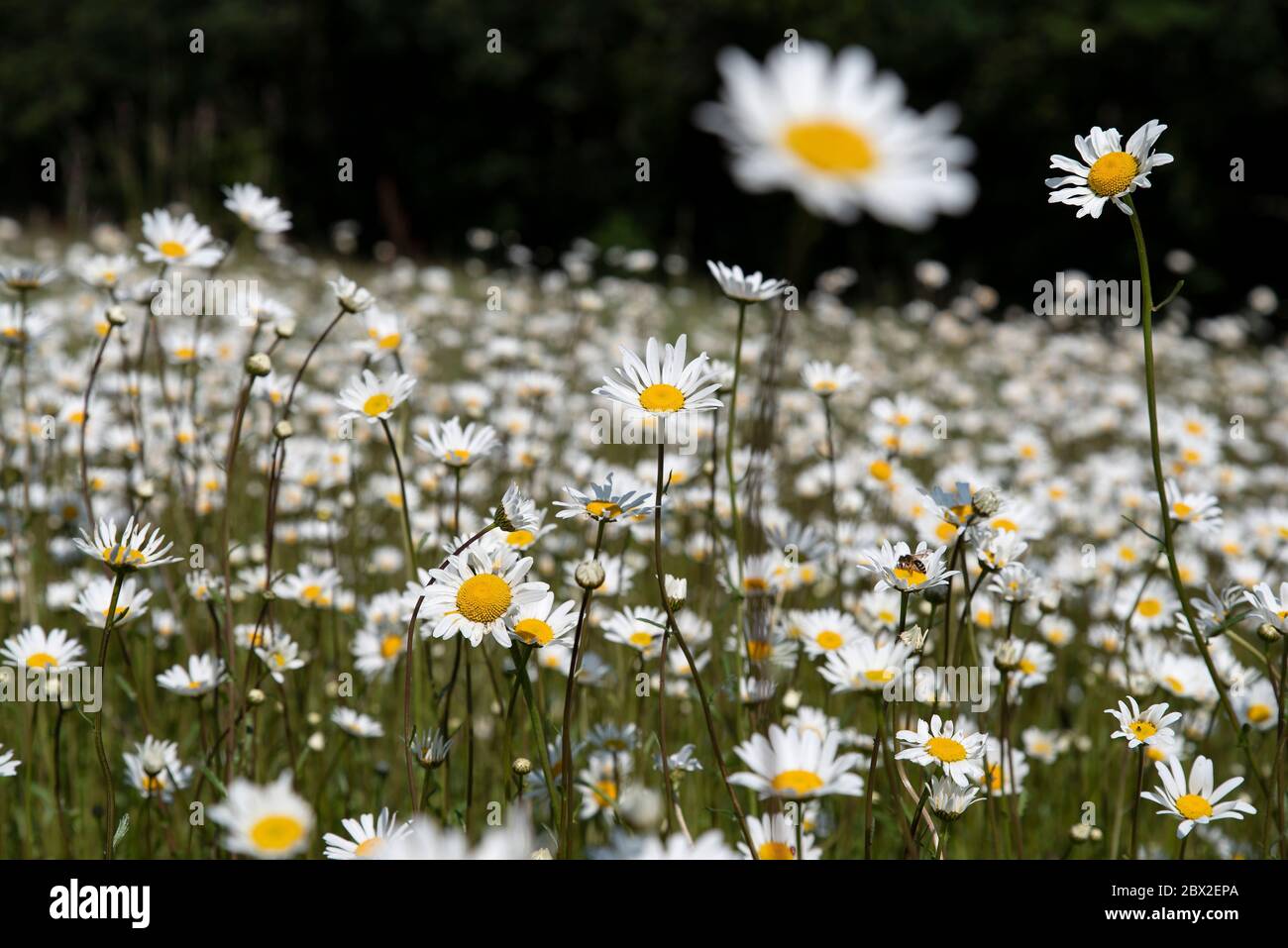 Daisy fields. Wildflower texture Stock Photo - Alamy