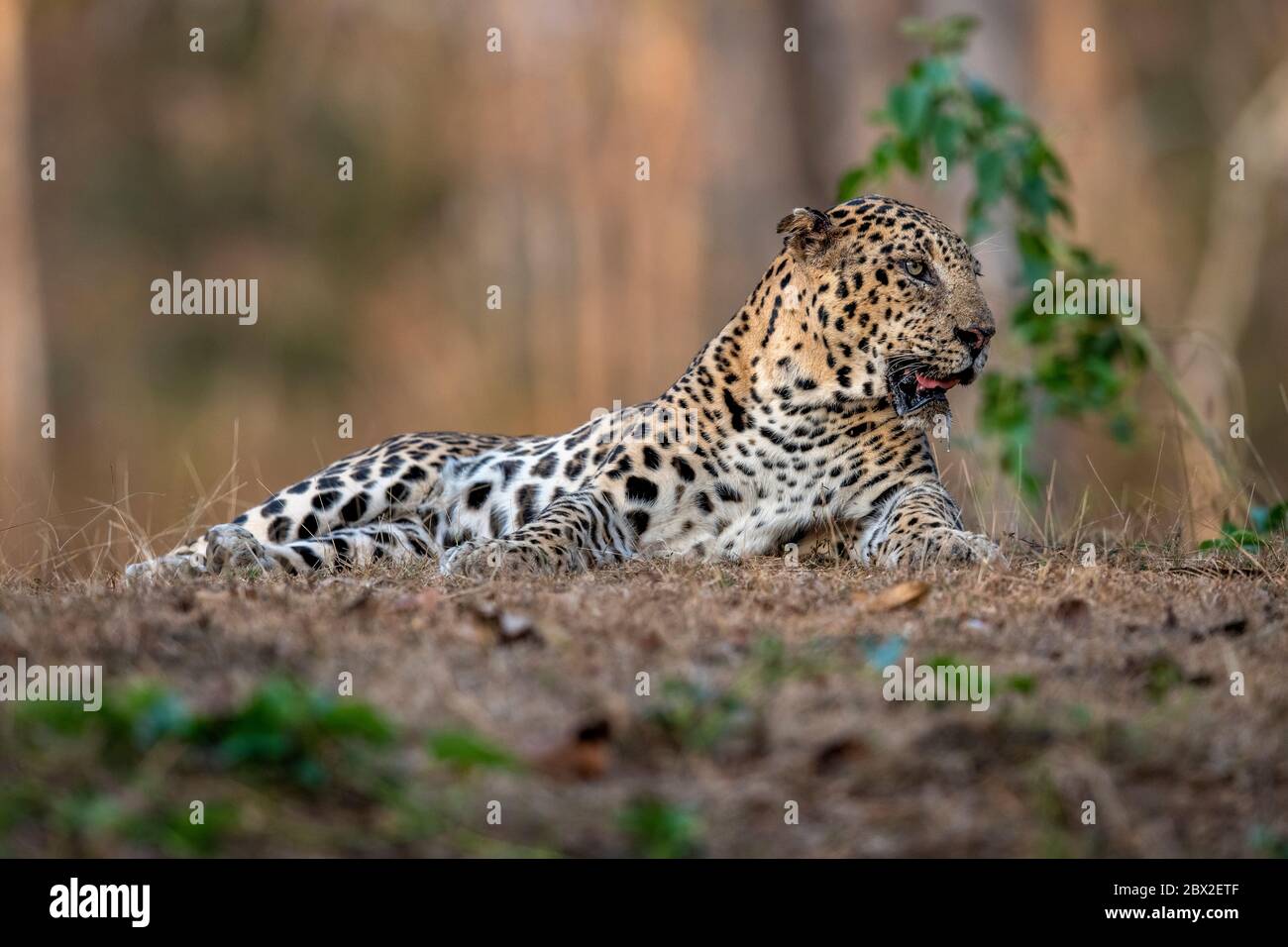 Indian leopard or panther or panthera pardus fusca with eye contact ...