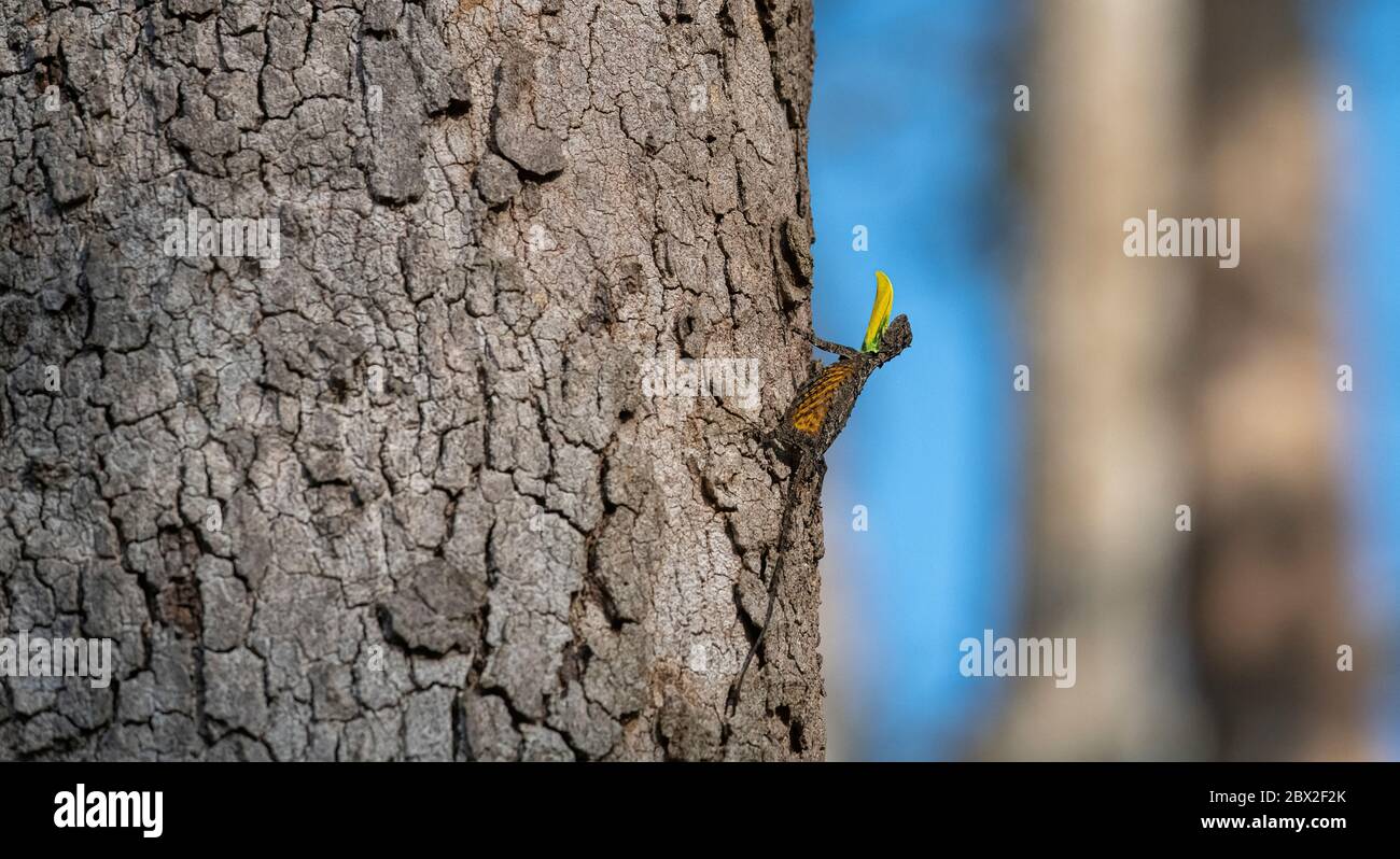 Flying lizard glide hi-res stock photography and images - Alamy