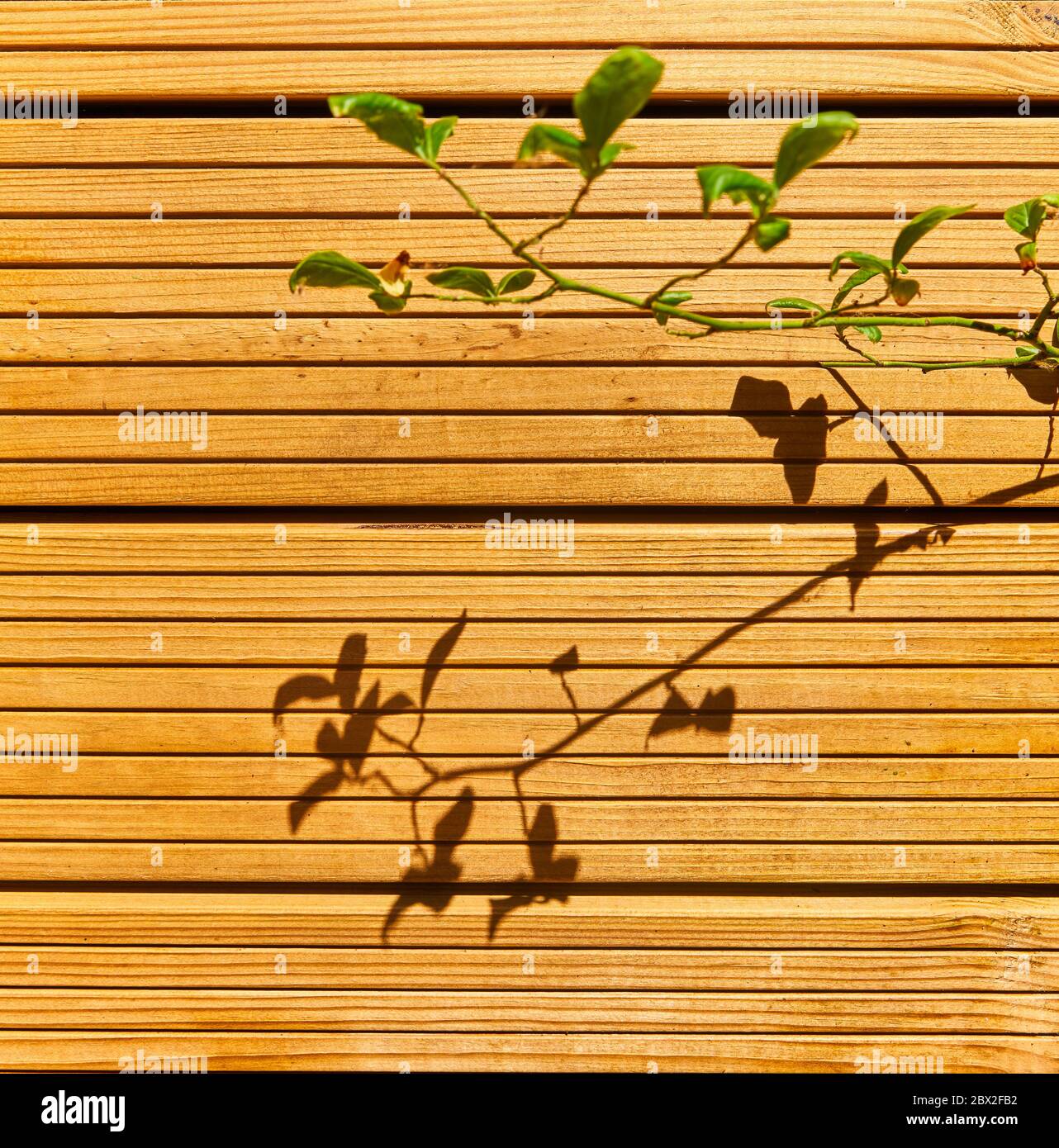 Wood wooden timber hi-res stock photography and images - Alamy