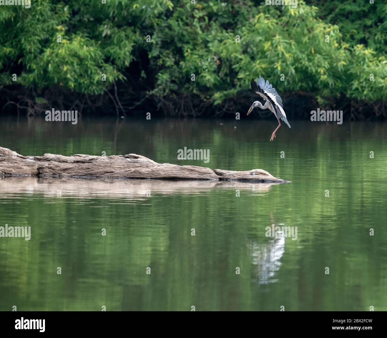 The Ranganathittu Bird Sanctuary a paradise of over 200 species of ...