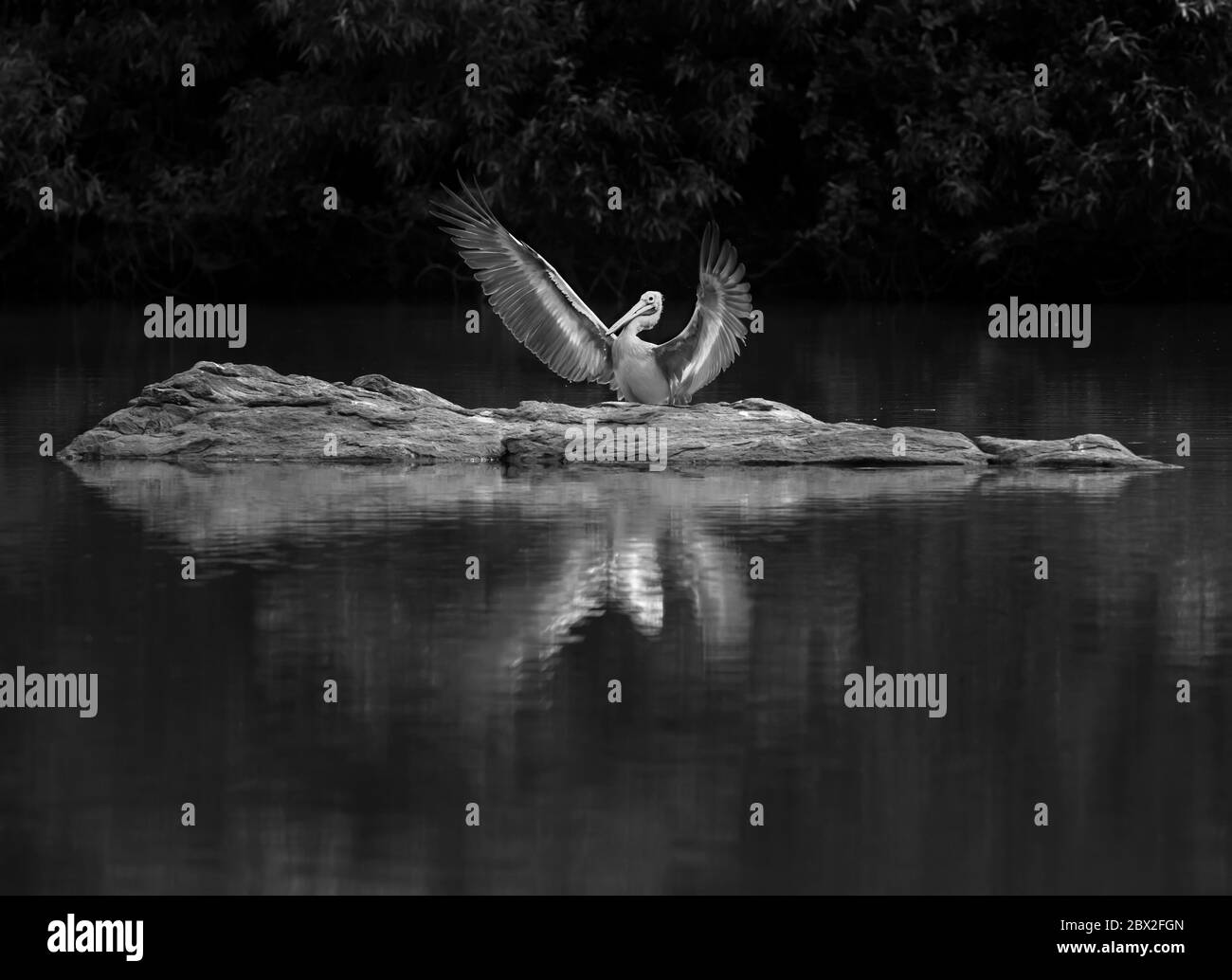 Greater Bird Of Paradise