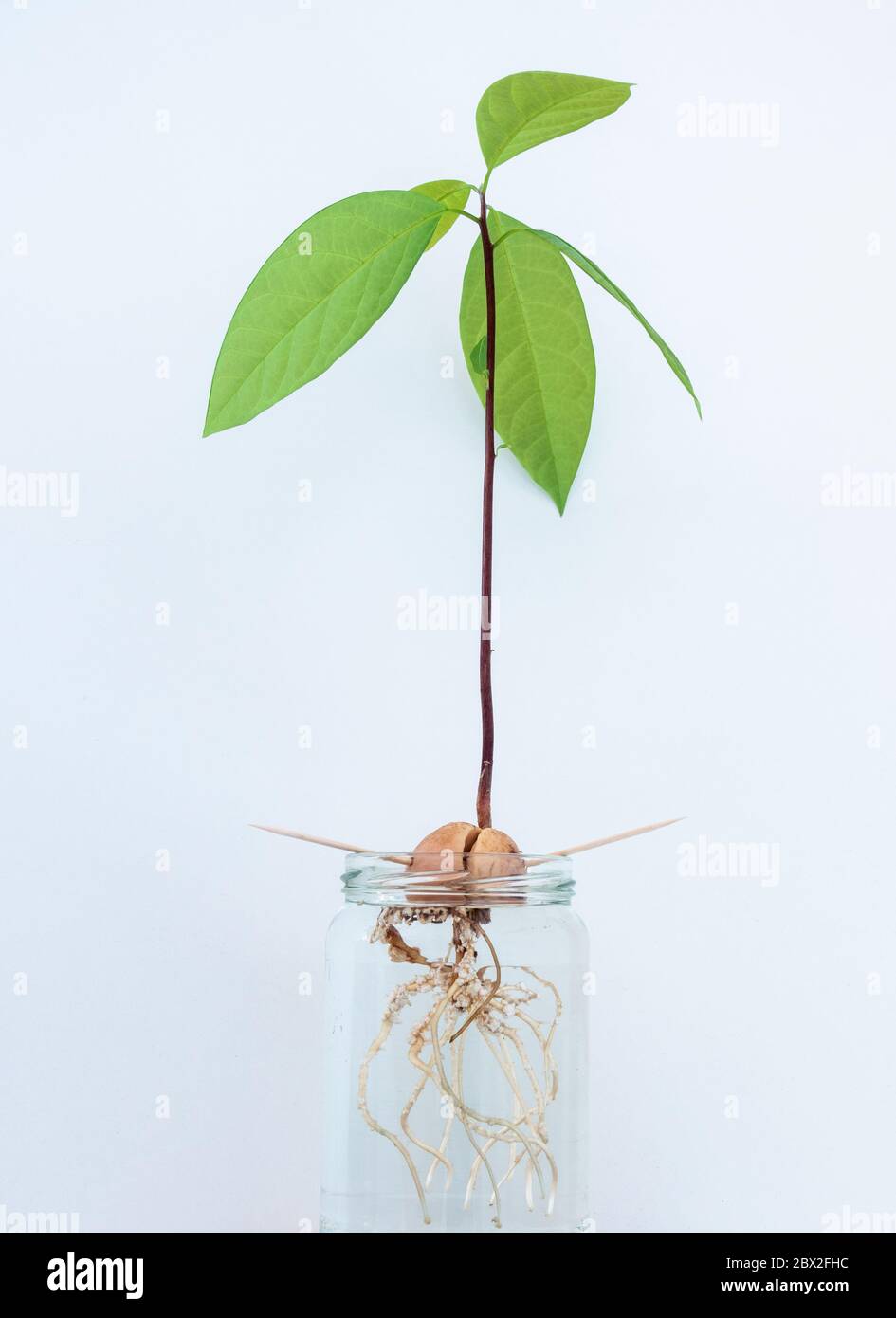 Avocado stone, seed, growing in water.Sustainable living, sustainable ...