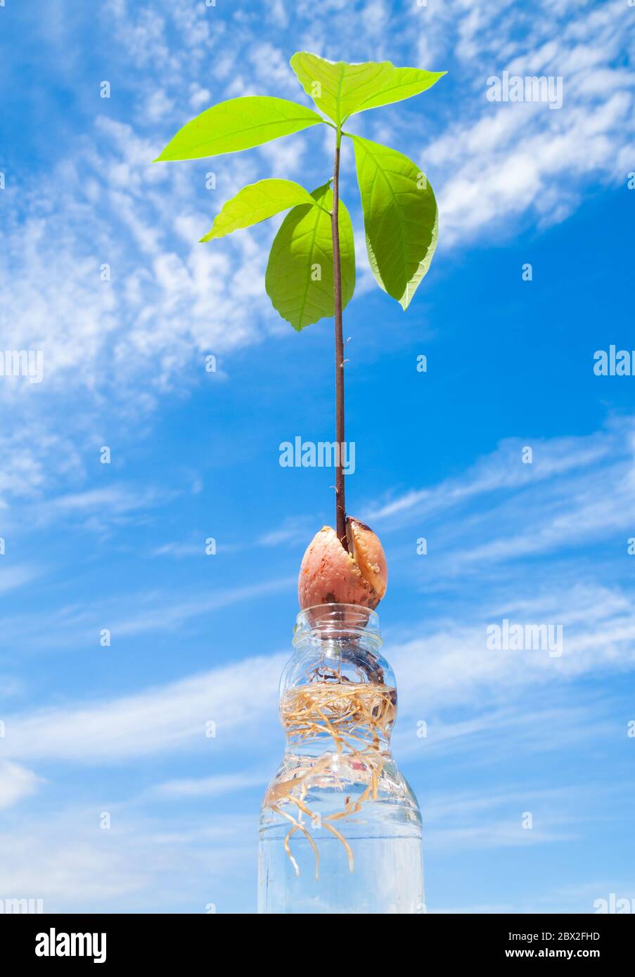 Avocado stone, seed, growing in water.Sustainable living, sustainable ...