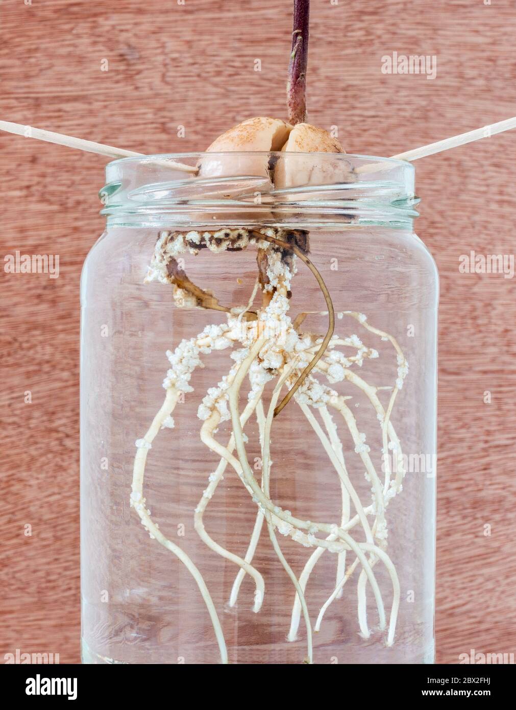 Avocado stone, seed, growing in water. Sustainable living, sustainable ...