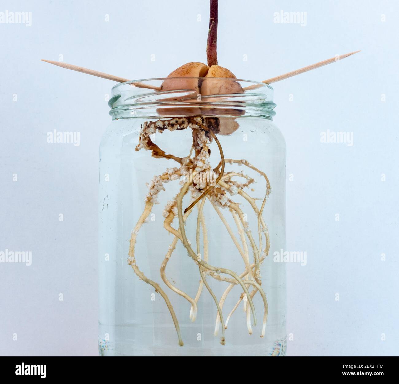 Avocado stone, seed, growing in water.Sustainable living, sustainable ...