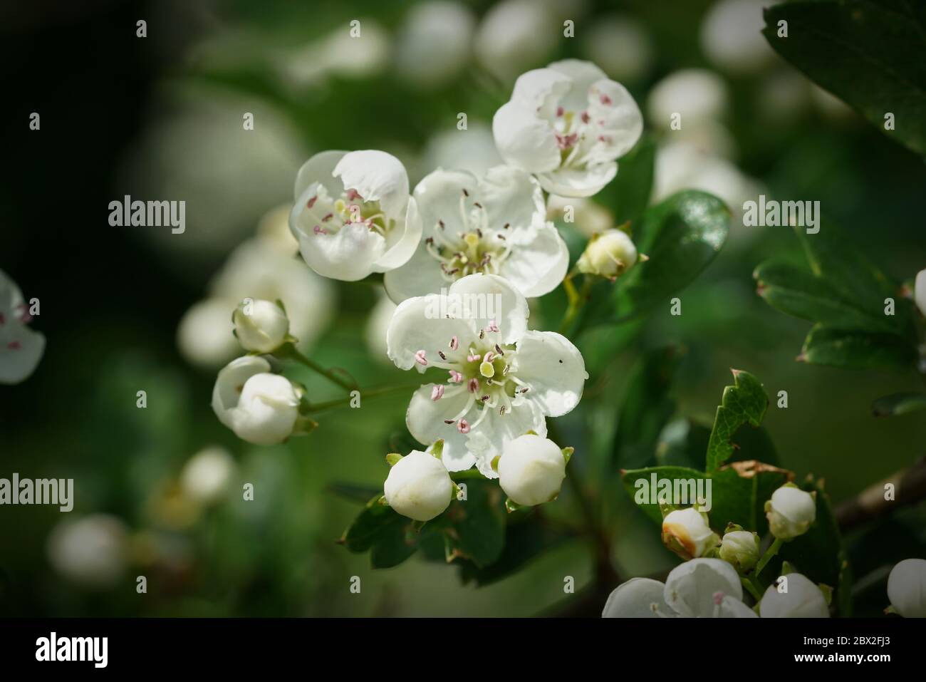 flowers of a single-spurred hawthorn (Crataegus monogyna) in spring ...