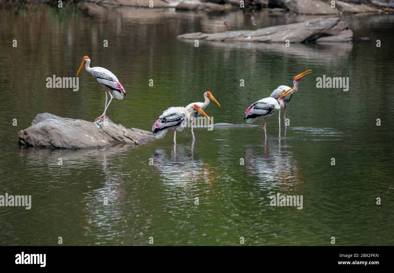 The Ranganathittu Bird Sanctuary a paradise of over 200 species of ...