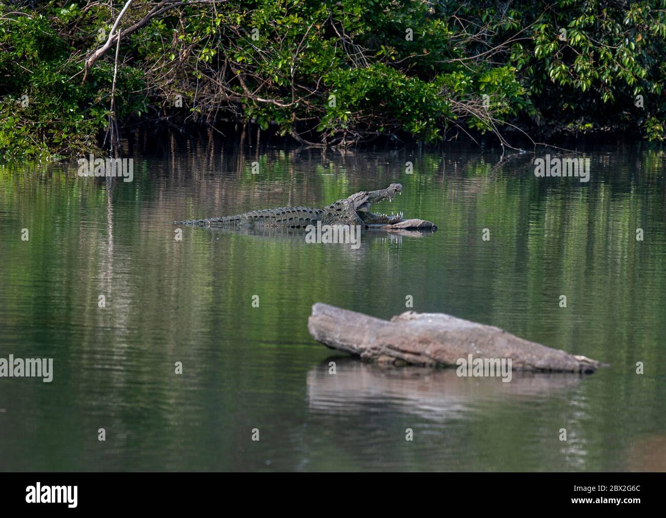 Marsh crocodile or Crocodylus palustris swimming in Ranganathittu bird ...
