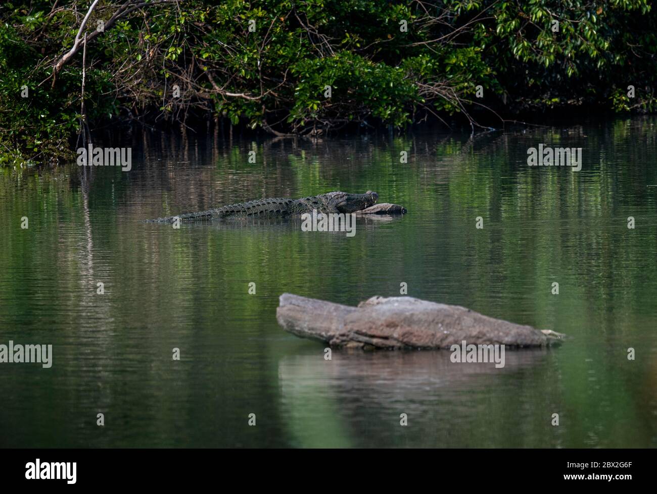 Marsh crocodile or Crocodylus palustris swimming in Ranganathittu bird ...