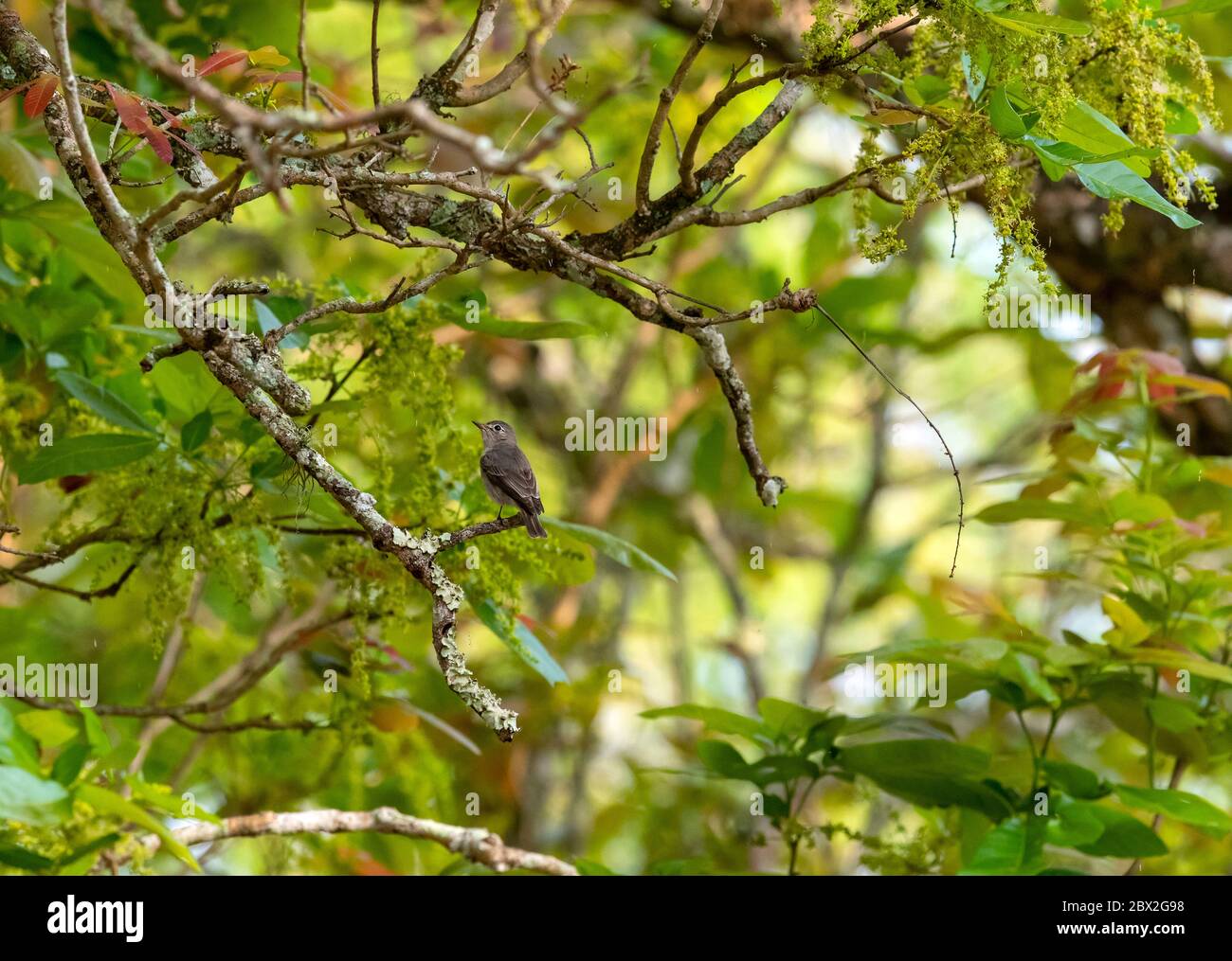 The Ranganathittu Bird Sanctuary a paradise of over 200 species of ...
