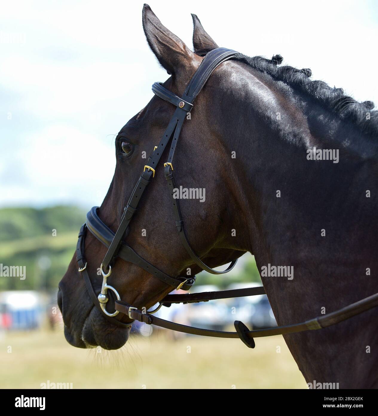 Conker, purebreed English thoroughbred, ex racehorse now eventer Stock ...