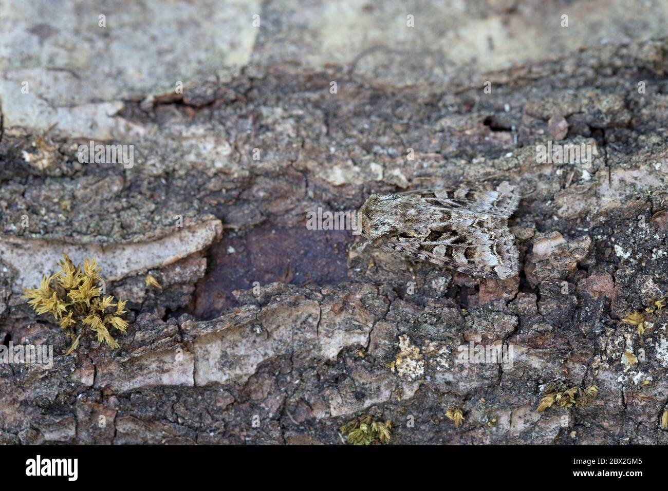 Plebeja hi-res stock photography and images - Alamy