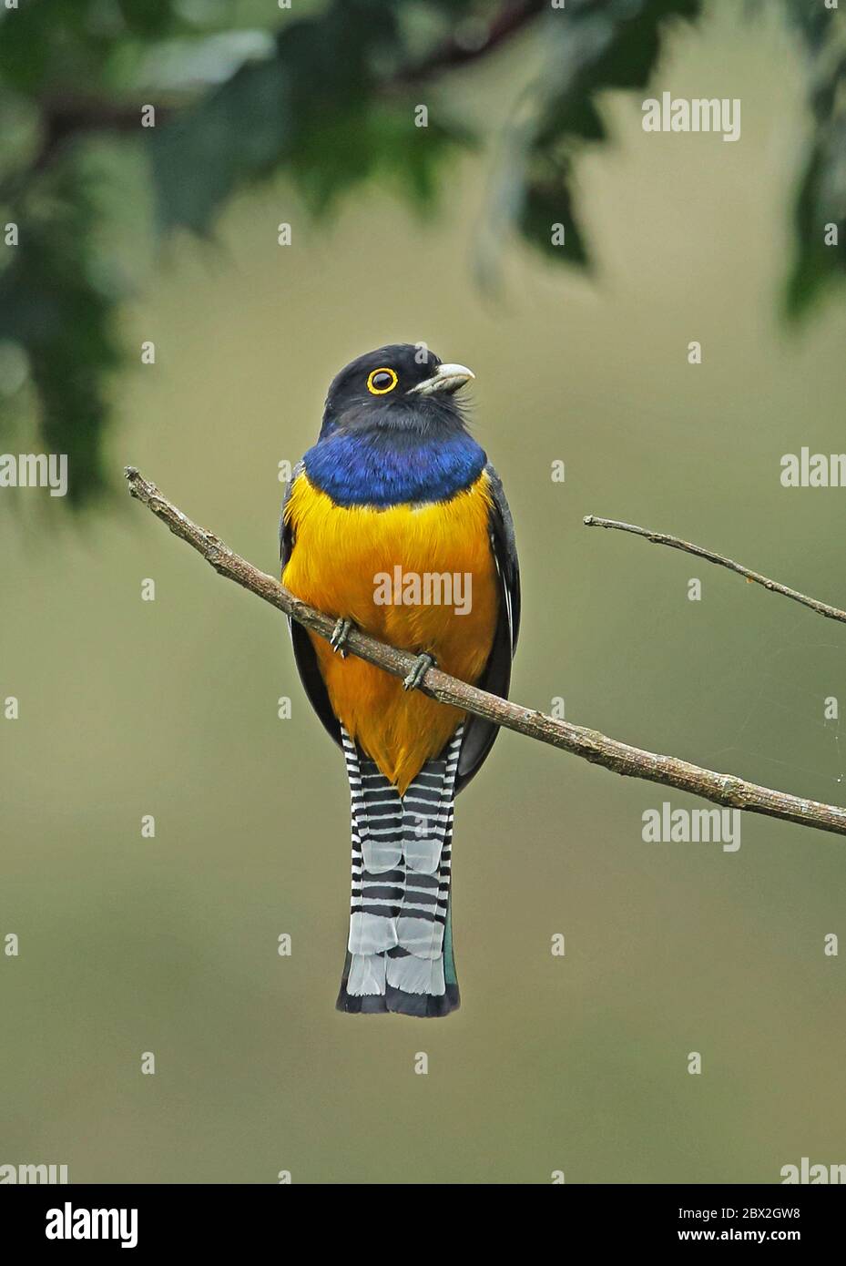 Gartered Trogon (Trogon caligatus) adult male perched on dead branch ...