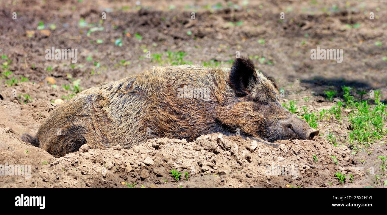 Eurasian boar hi-res stock photography and images - Alamy