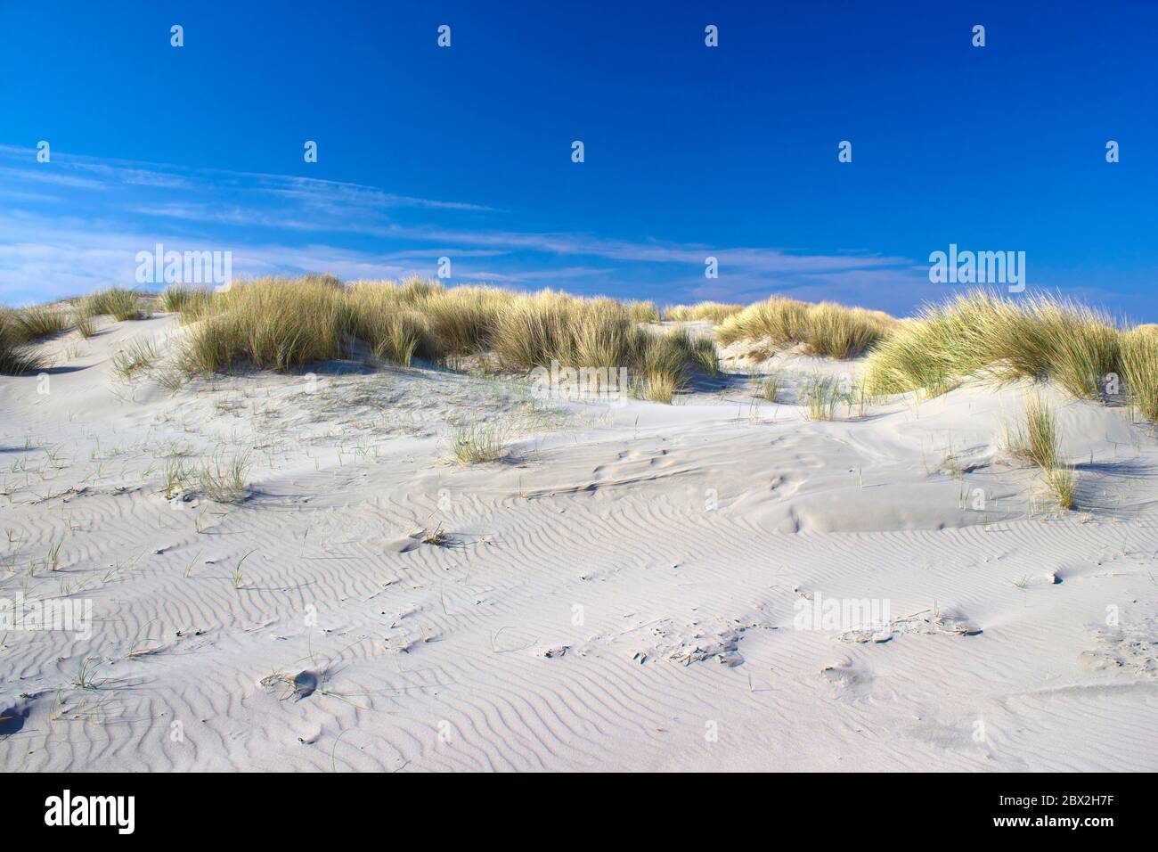 the dunes, Renesse, Zeeland, the Netherlands Stock Photo - Alamy