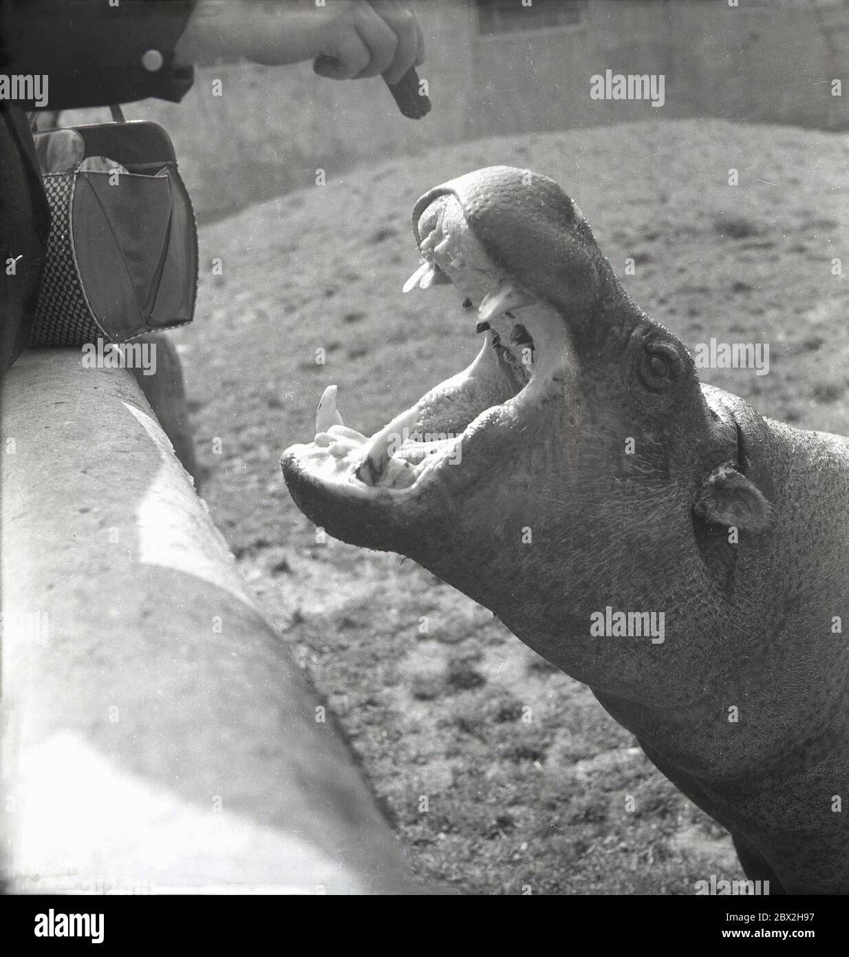 Black and white hippo hi-res stock photography and images - Alamy