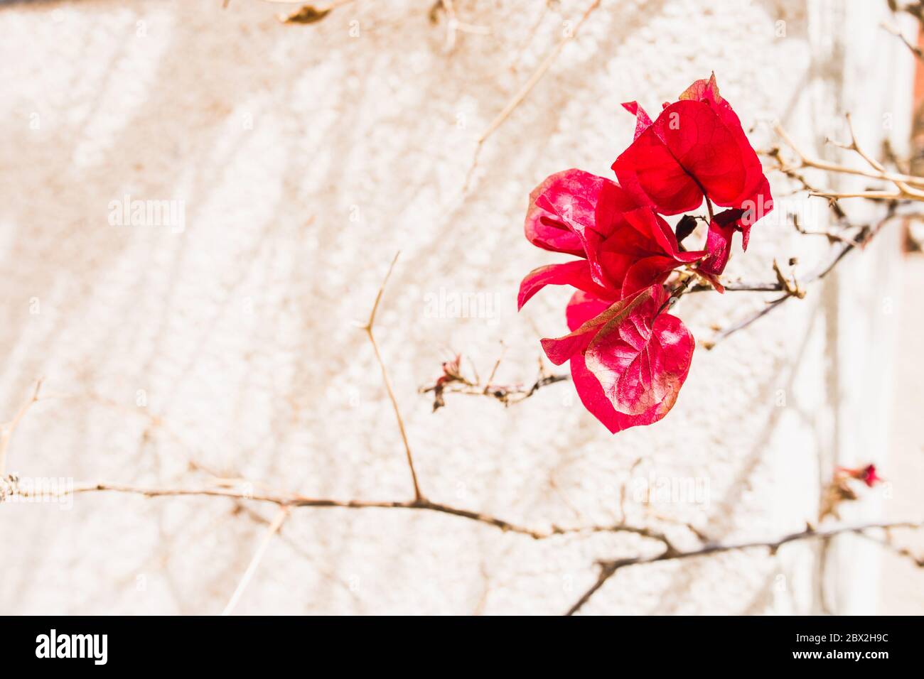 Poor vegetation, dehydration - violation of climate and ecology - the ...